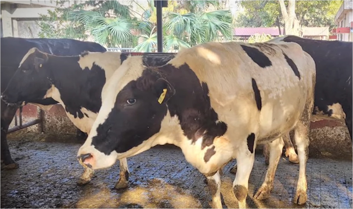 India Registers Karan Fries — A New High-Yield Dairy Breed - DairyNews7x7