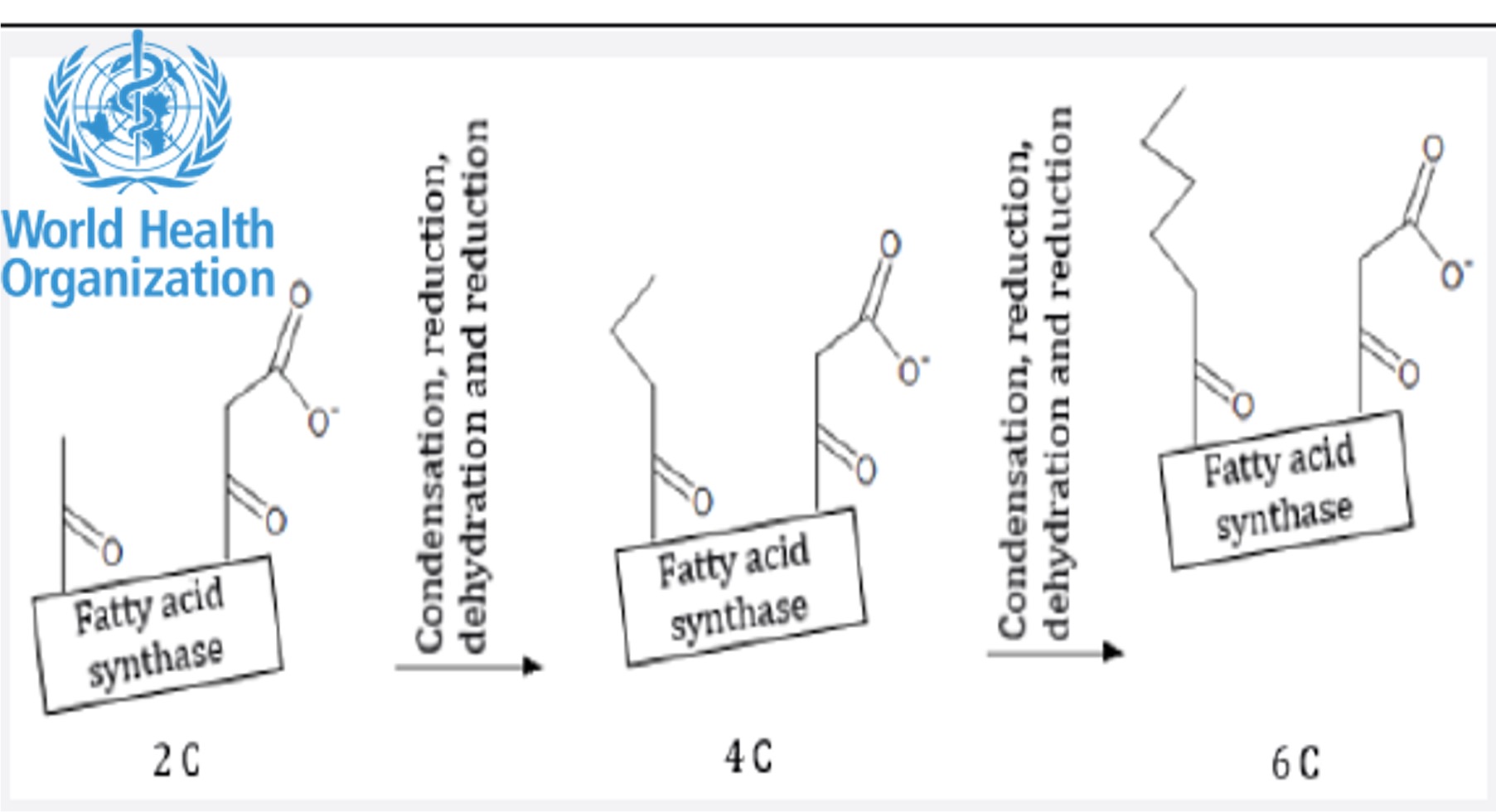 WHO Issues Global Call for Data on Fatty Acid Composition of Bovine ...