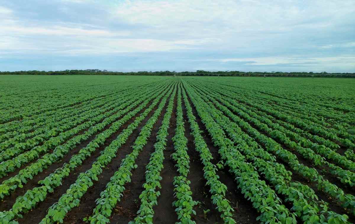 Cheap US Imports: Aid for Dairy, Pain for Soy Farmers - DairyNews7x7